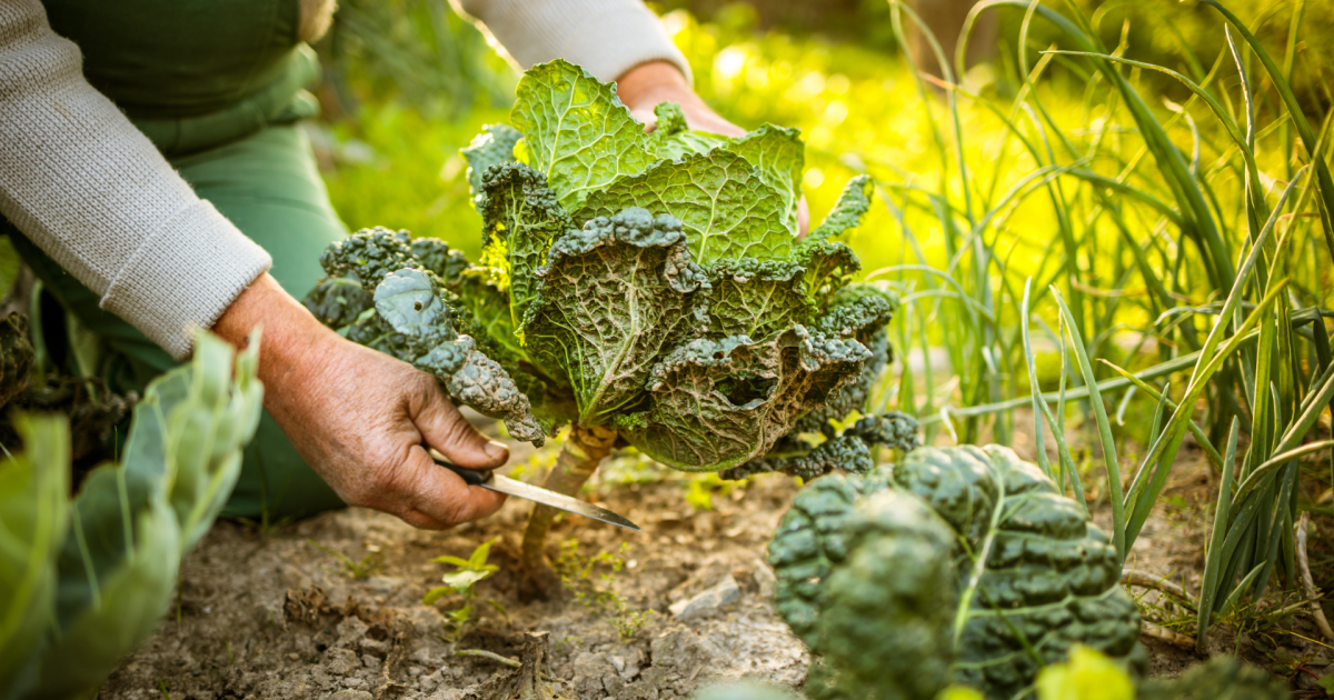 Autumn Gardening In Cyprus: Essential Plants To Grow This Fall