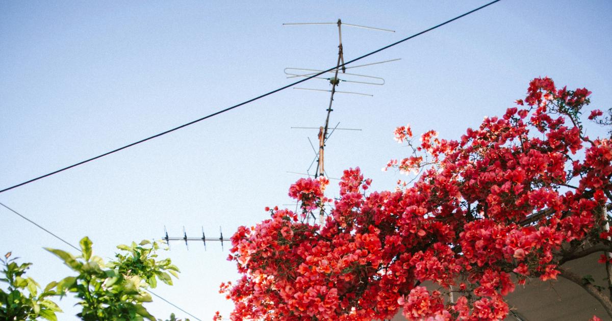 15 Heat-resistant Plants for a Breath of Fresh Air During Cyprus Summers